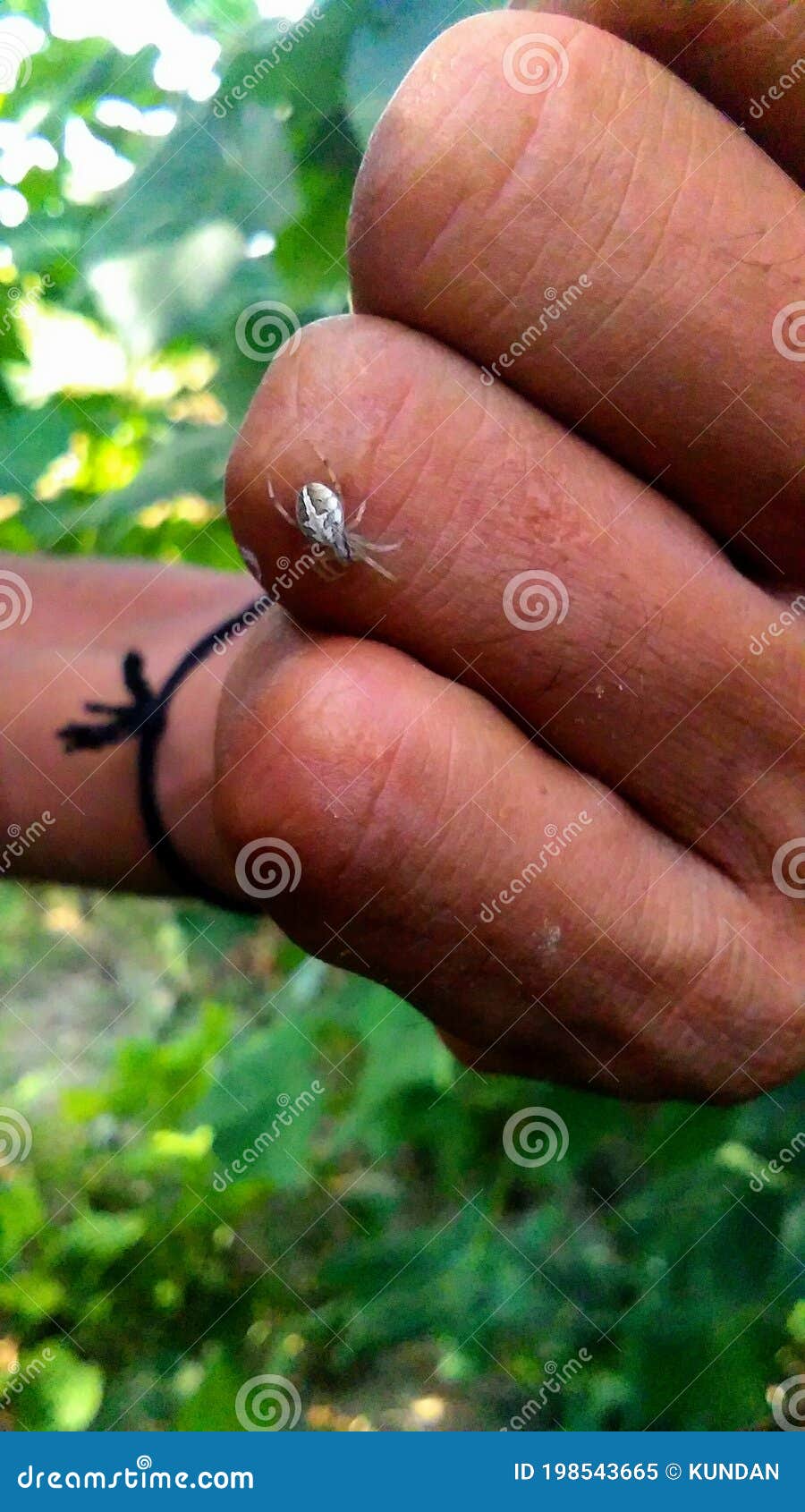 Spider on hand stock image. Image of limb, animal, food - 198543665