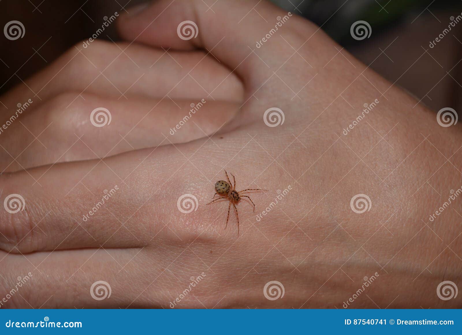 Spider on the hand stock image. Image of dangerous, hand - 87540741