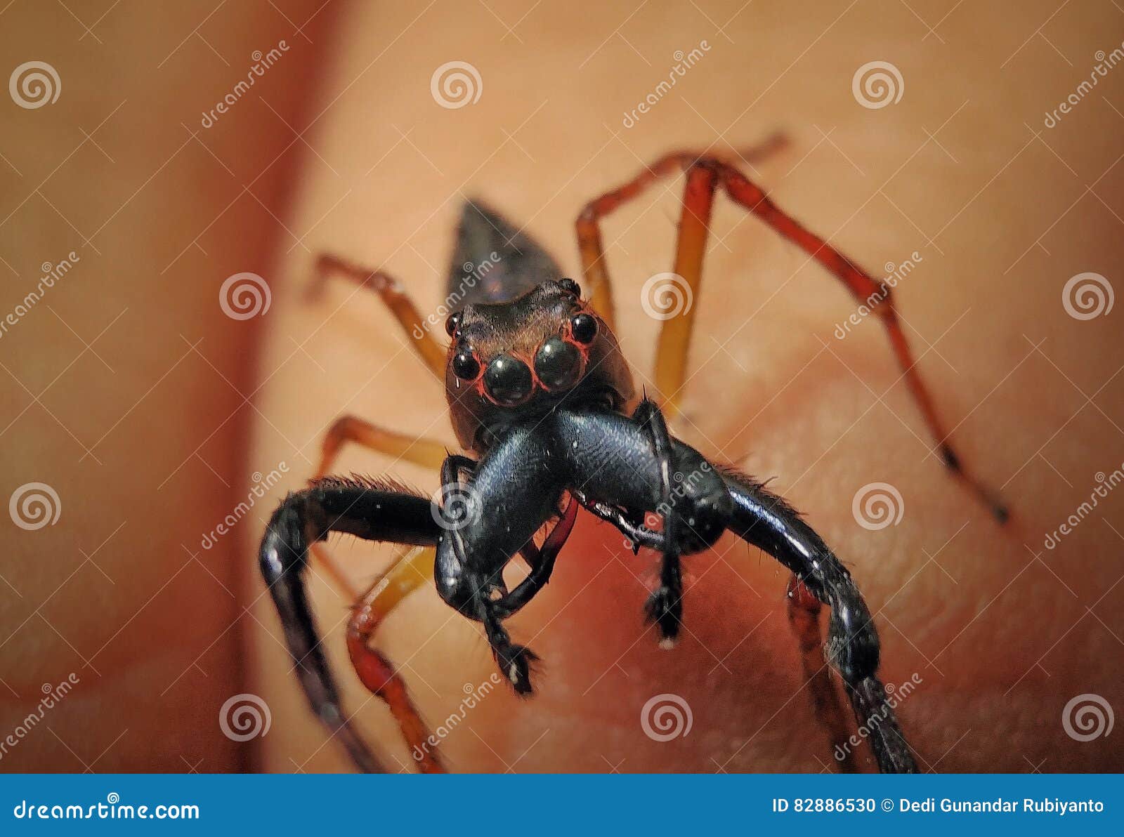 Spider on hand stock photo. Image of shot, spider, insects - 82886530