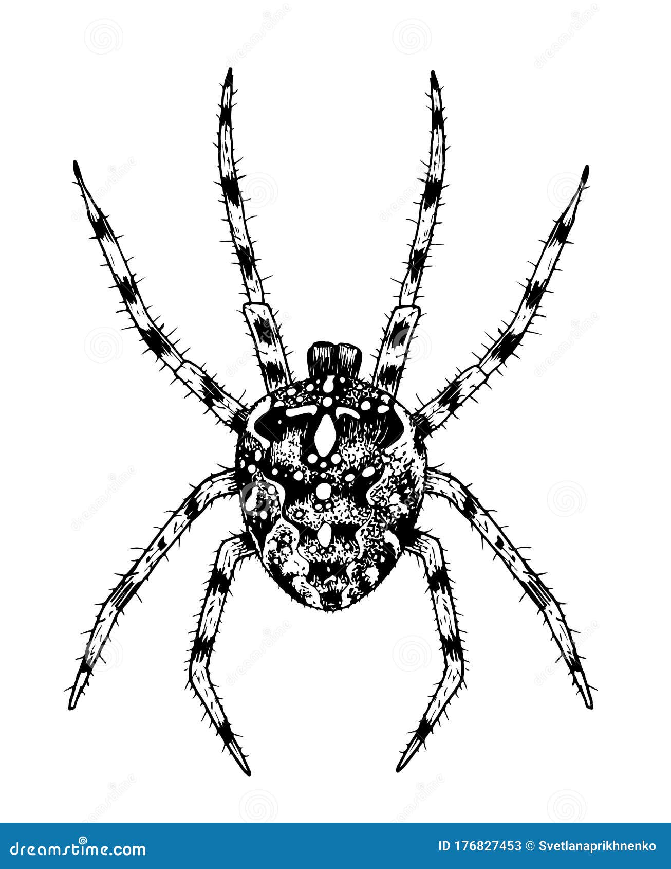 Spider hand-drawn with ink stock vector. Illustration of hunting ...