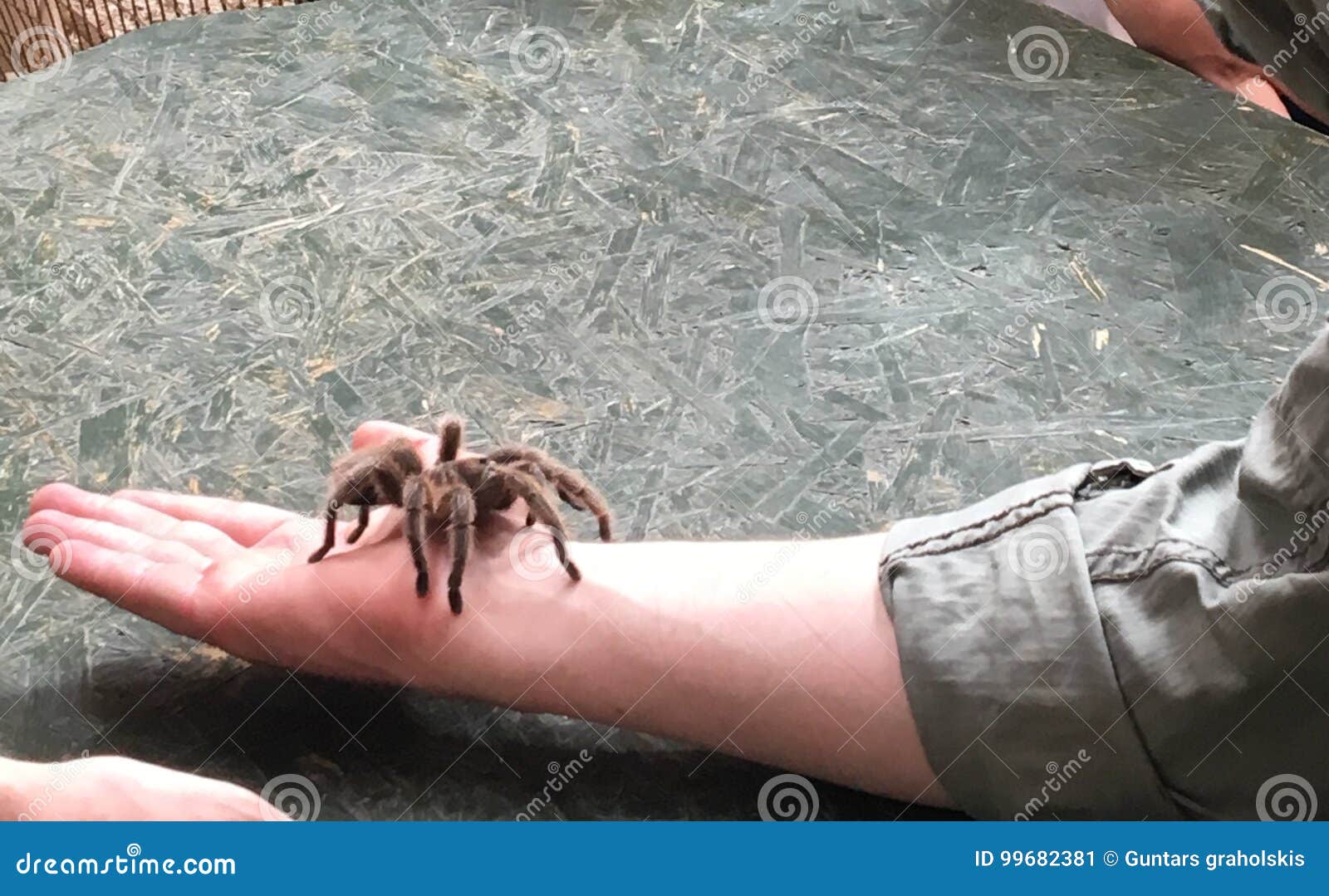 Spider on hand stock image. Image of hand, spiders, spider - 99682381