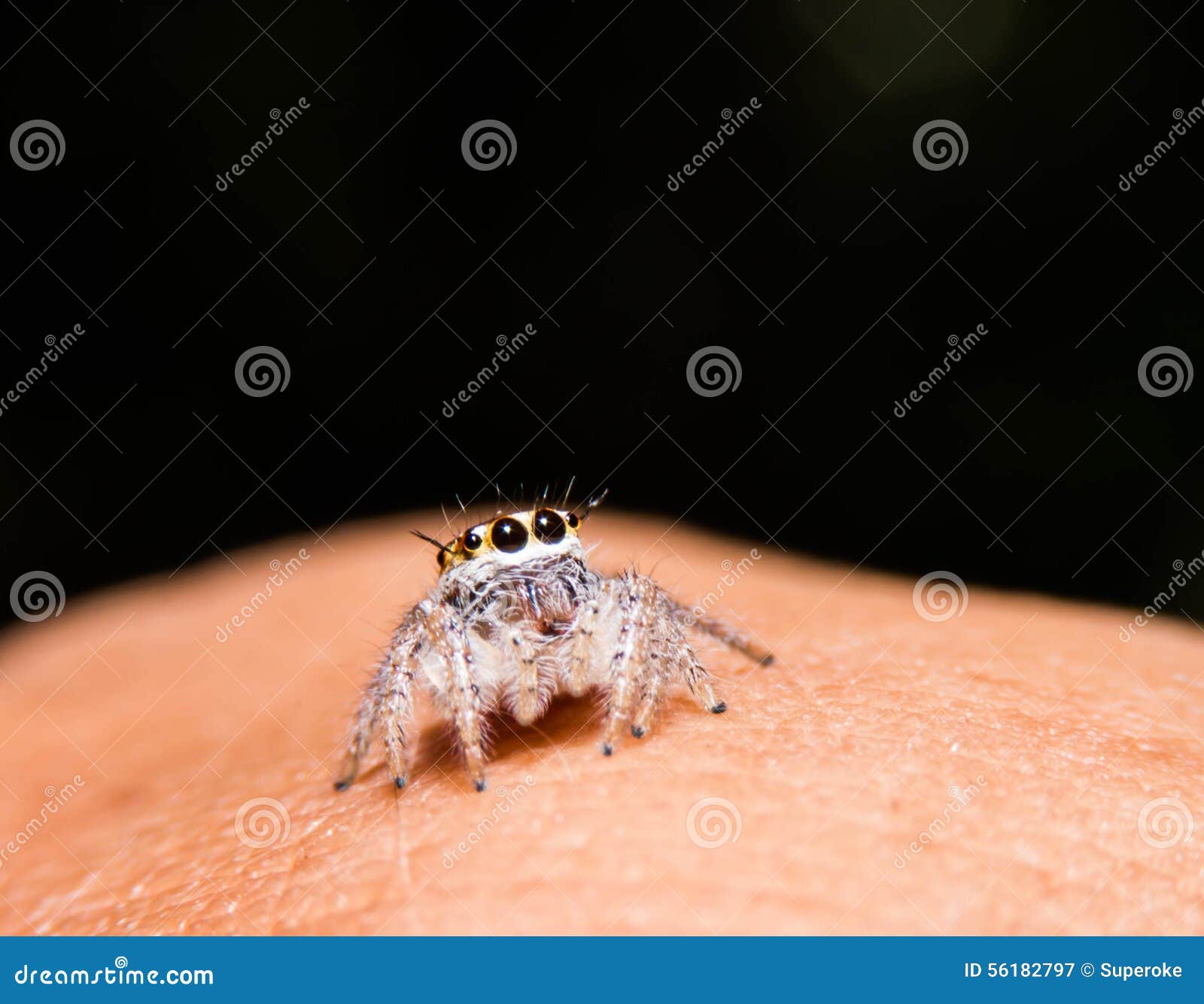 Spider on hand stock image. Image of thumb, arachnid - 56182797