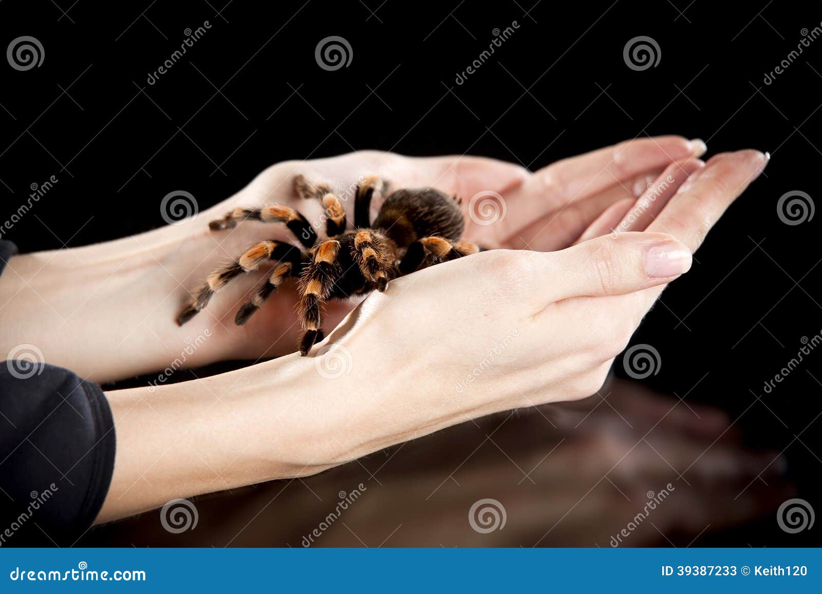 Spider in hand stock image. Image of close, fingers, black - 39387233