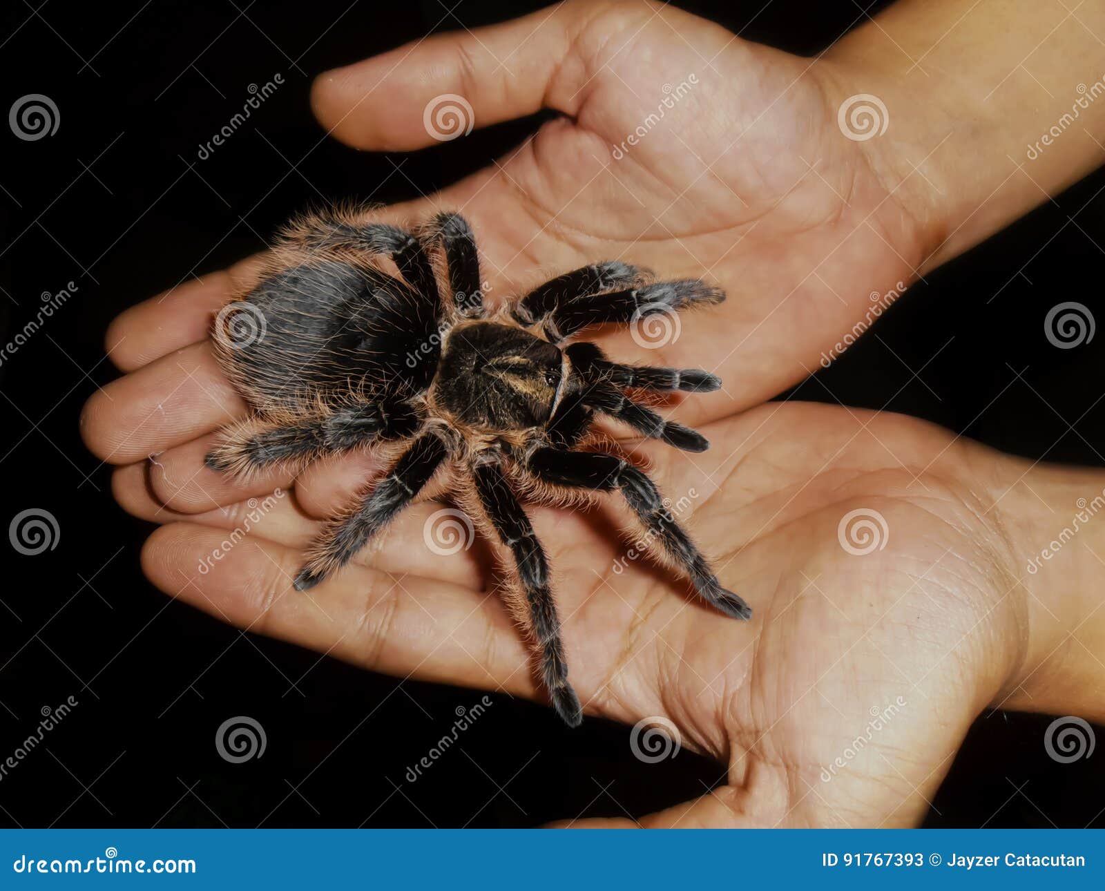 Spider in the Hands stock image. Image of arachnoid, hairy - 91767393