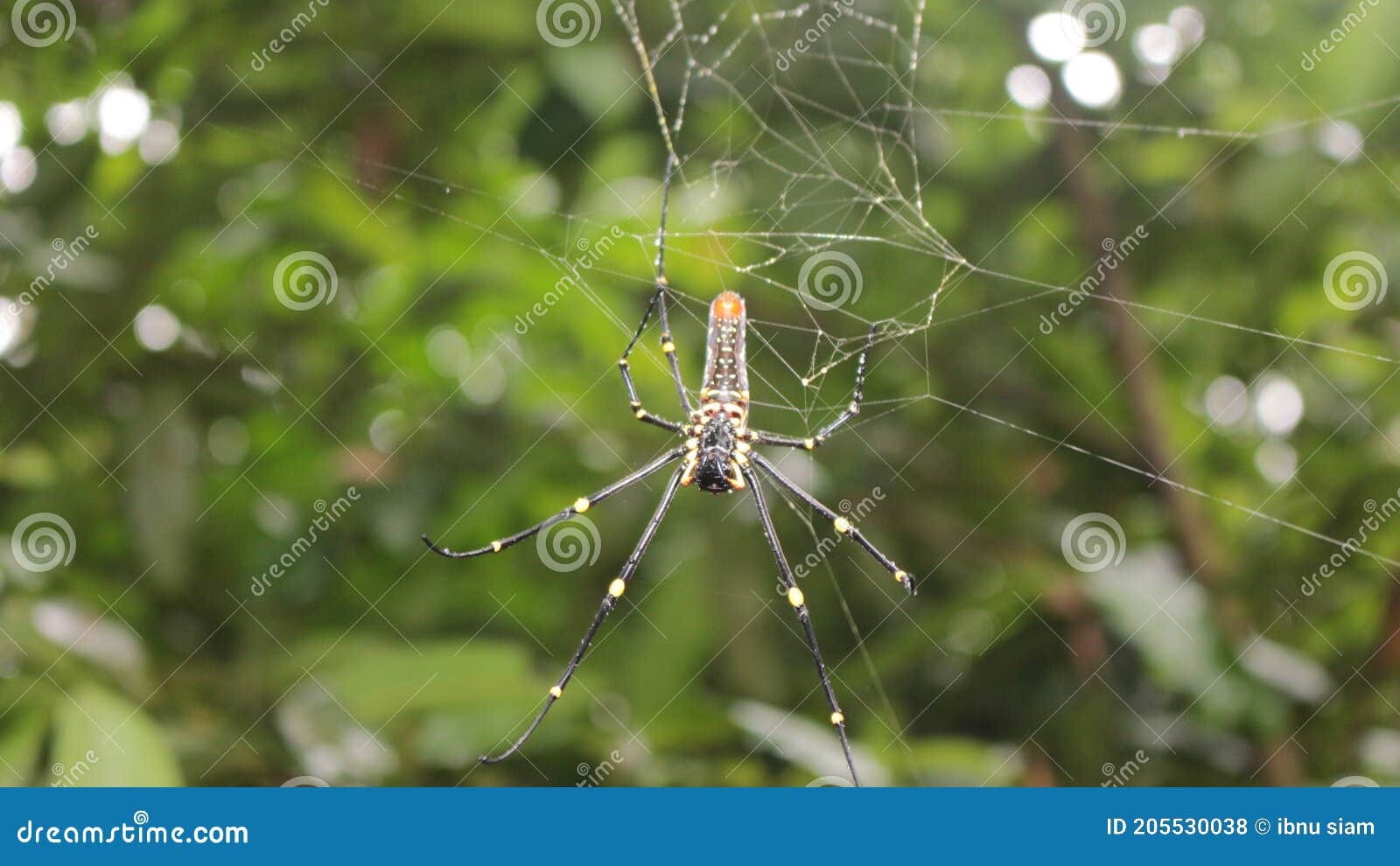 The Spider Hang on Its Broken Web Stock Photo - Image of broken, hang ...