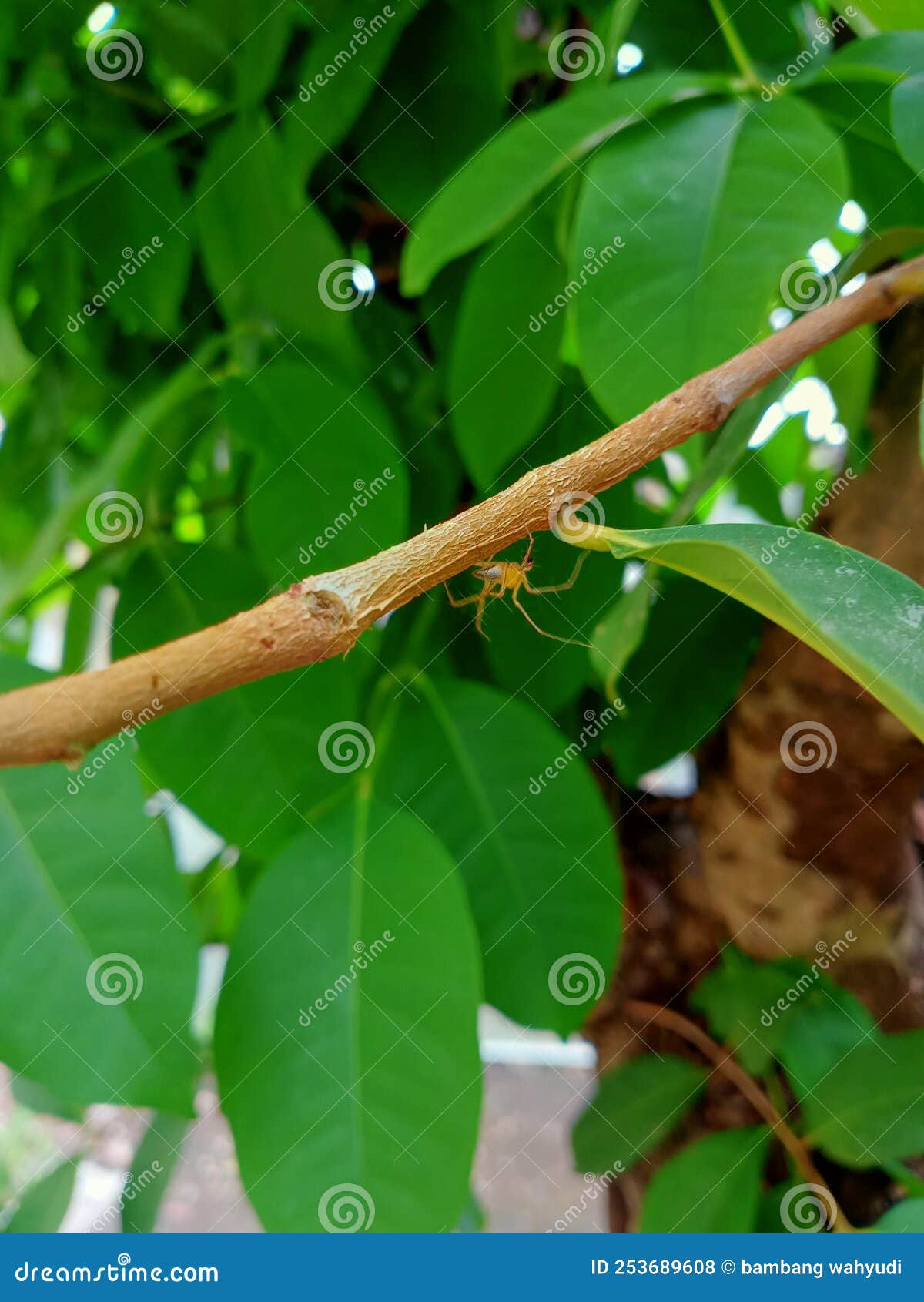 The Spider Hanging in Branches of Salam Tree Stock Photo - Image of ...