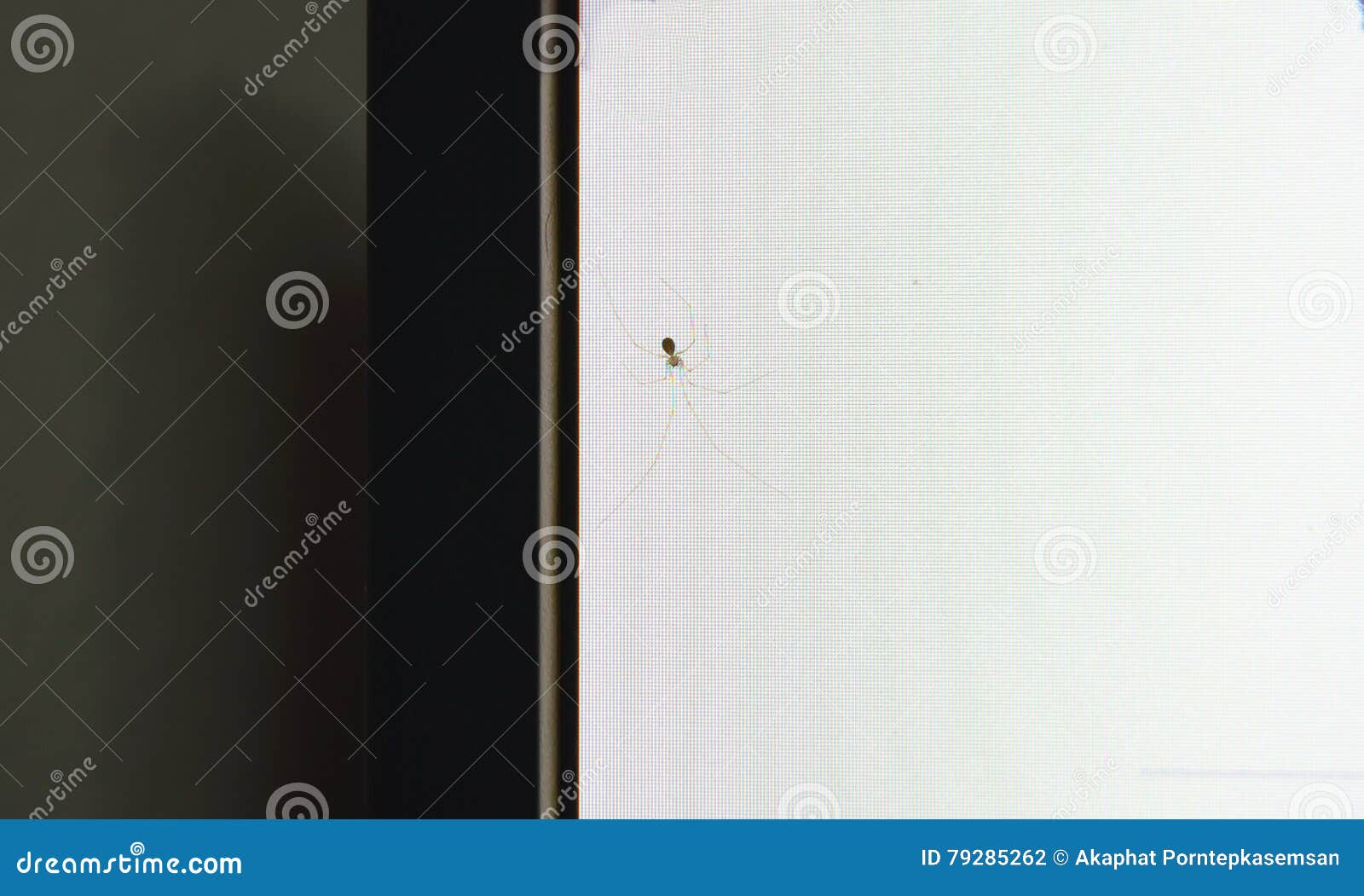 Spider Hanging On Desktop Computer Screen Stock Photography ...