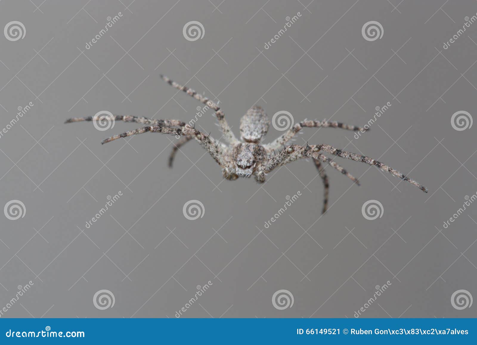 Spider hanging form web stock image. Image of insect - 66149521
