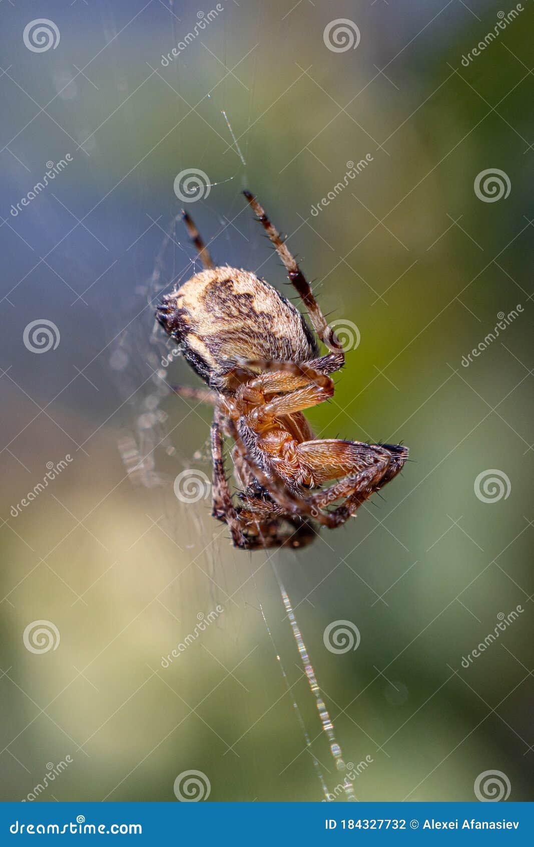 A Spider Hanging on Its Web Against Stock Photo - Image of background ...