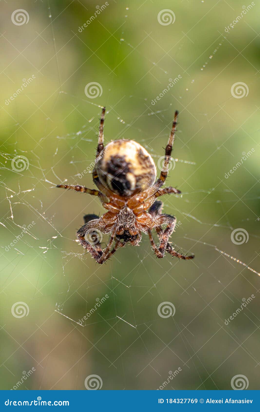 A Spider Hanging on Its Web Against Stock Image - Image of creepy ...