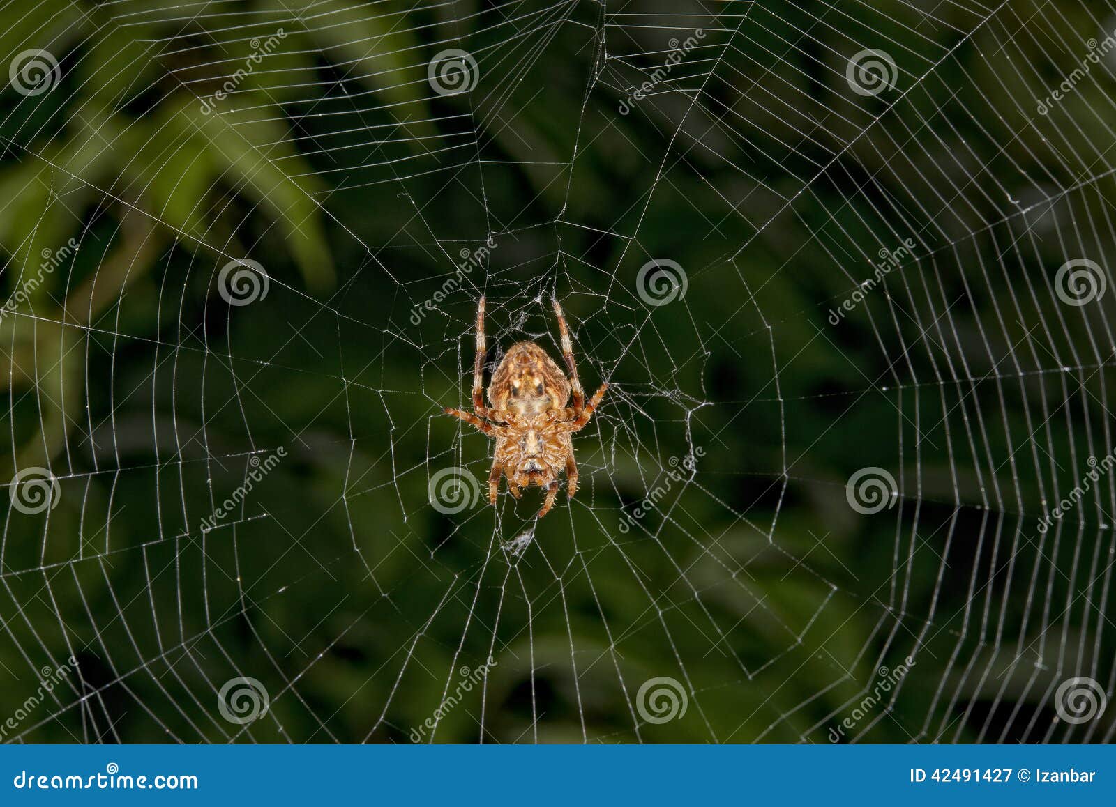 Spider Hanging from Its Web Stock Image - Image of insect, hanging ...