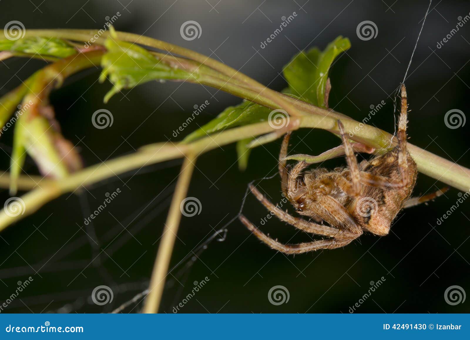 Spider Hanging from Its Web Stock Photo - Image of isolated, cute: 42491430