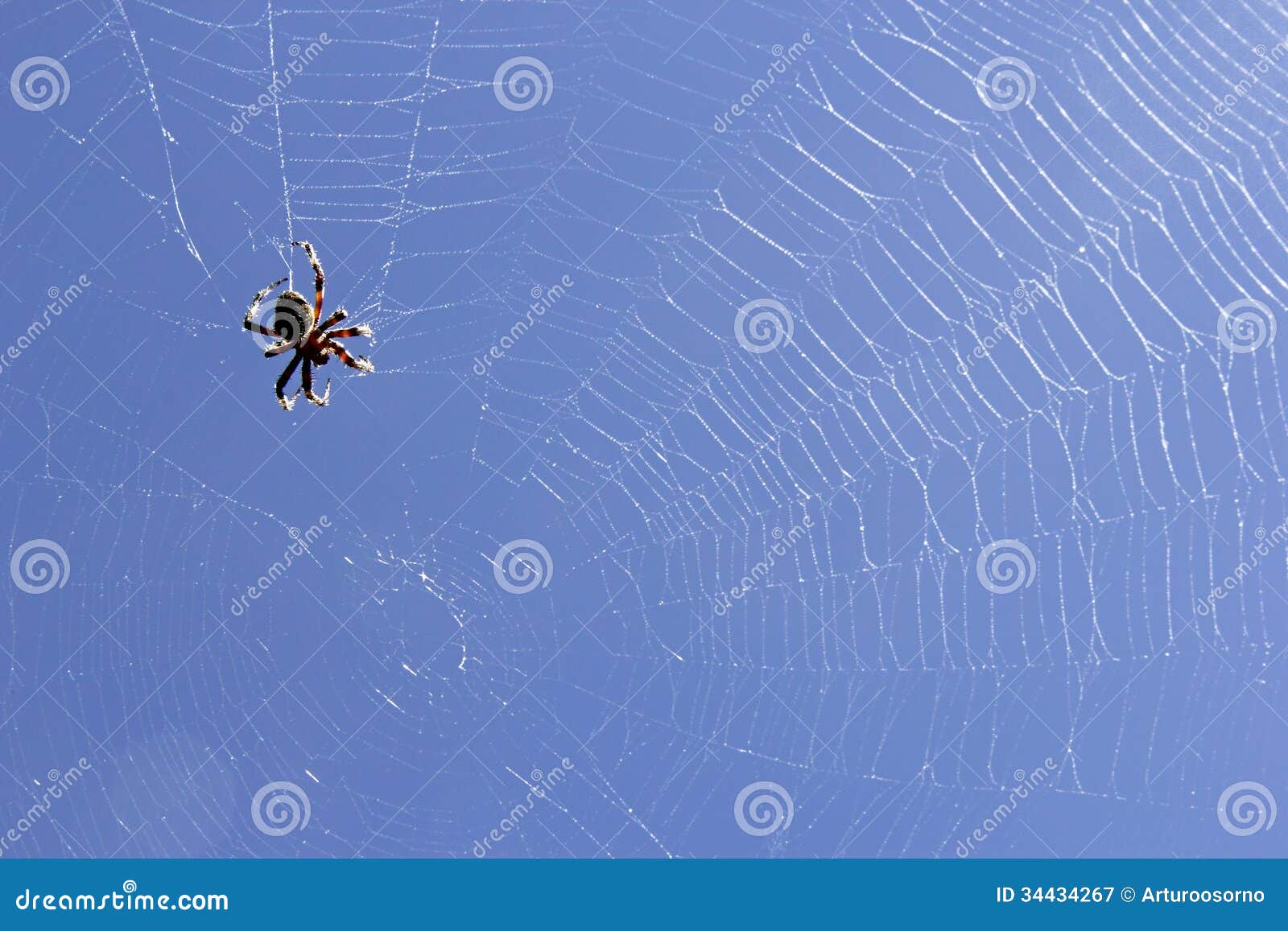 Spider stock image. Image of arthropods, drops, blue - 34434267