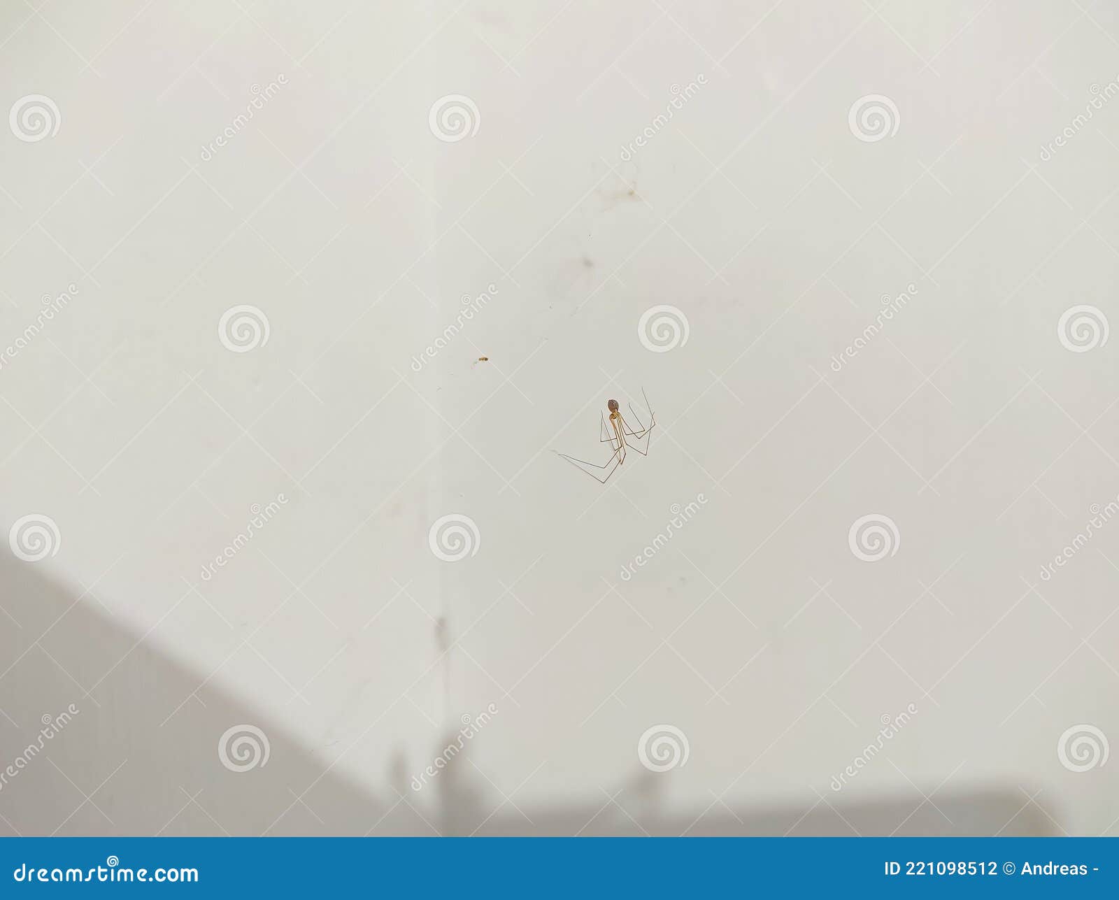 A Spider Hanging in Its Web Stock Photo - Image of hanging, wall: 221098512