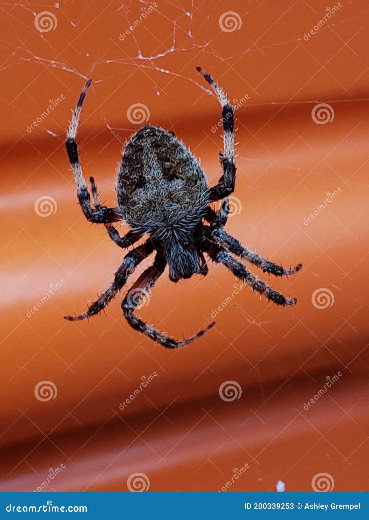 Spider hanging on its web stock image. Image of creepy - 200339253