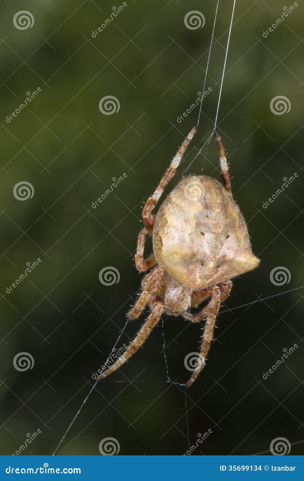 A spider hanging from net stock photo. Image of abstract - 35699134