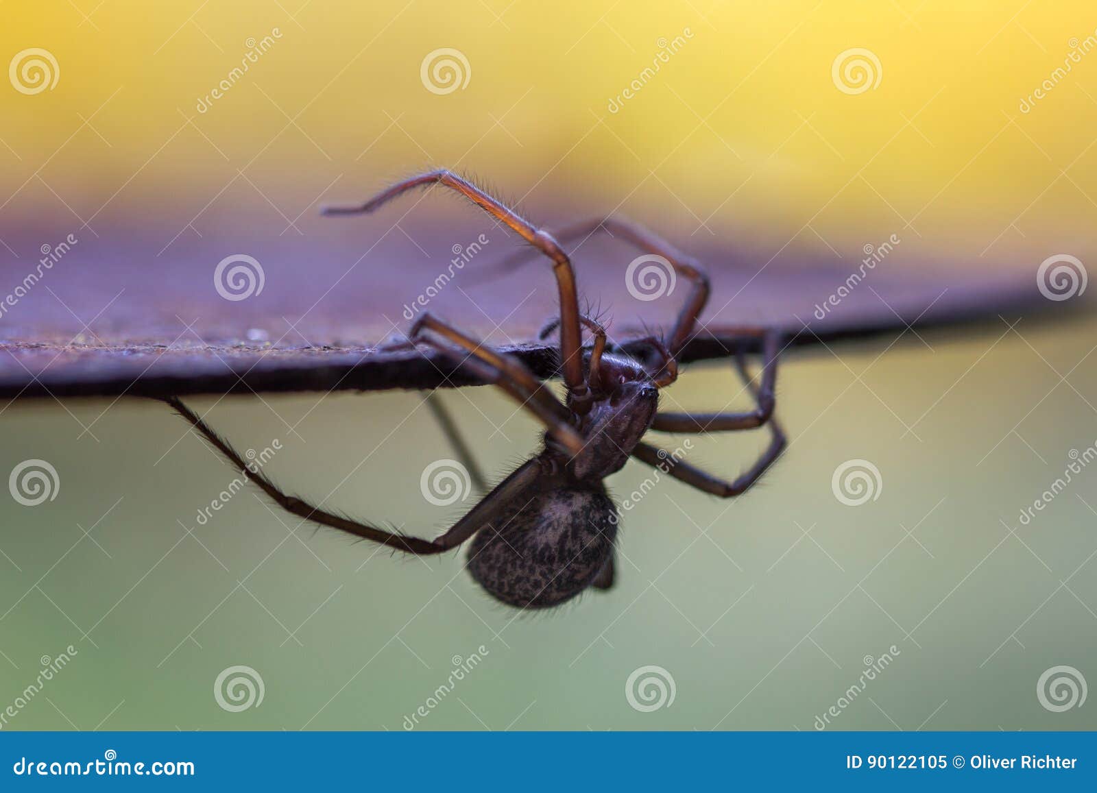 Spider hanging off a table stock image. Image of green - 90122105
