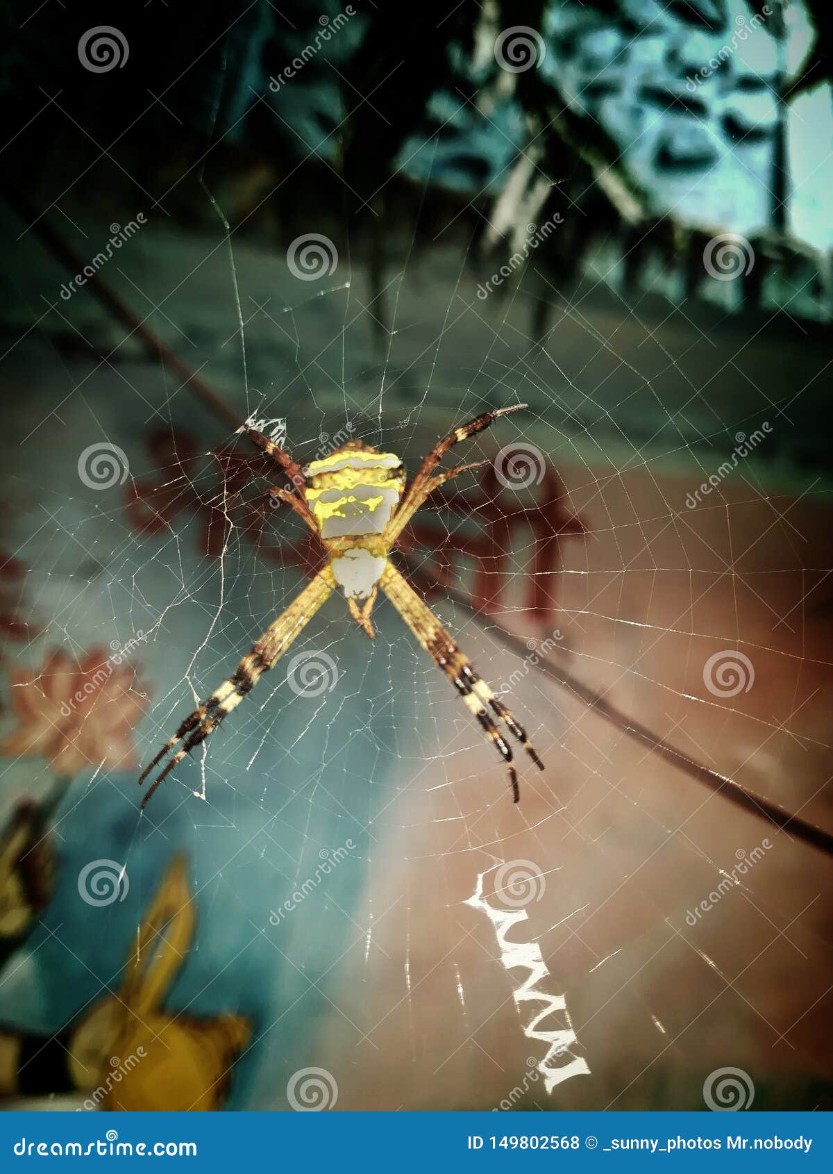 Spider web stock photo. Image of spider, hanging - 149802568