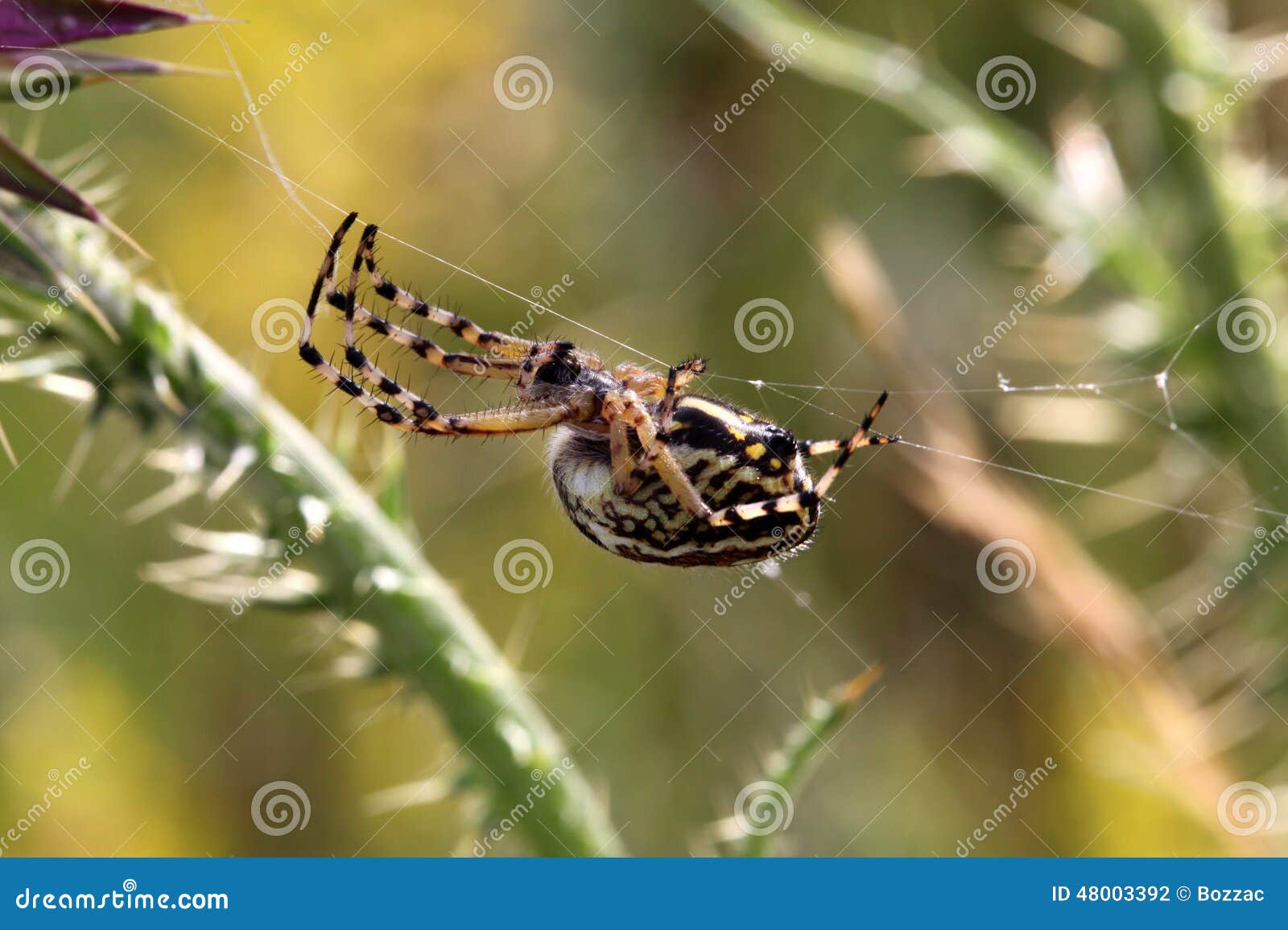 Spider Hanging from a Thread Stock Photo - Image of plant, cobweb: 48003392