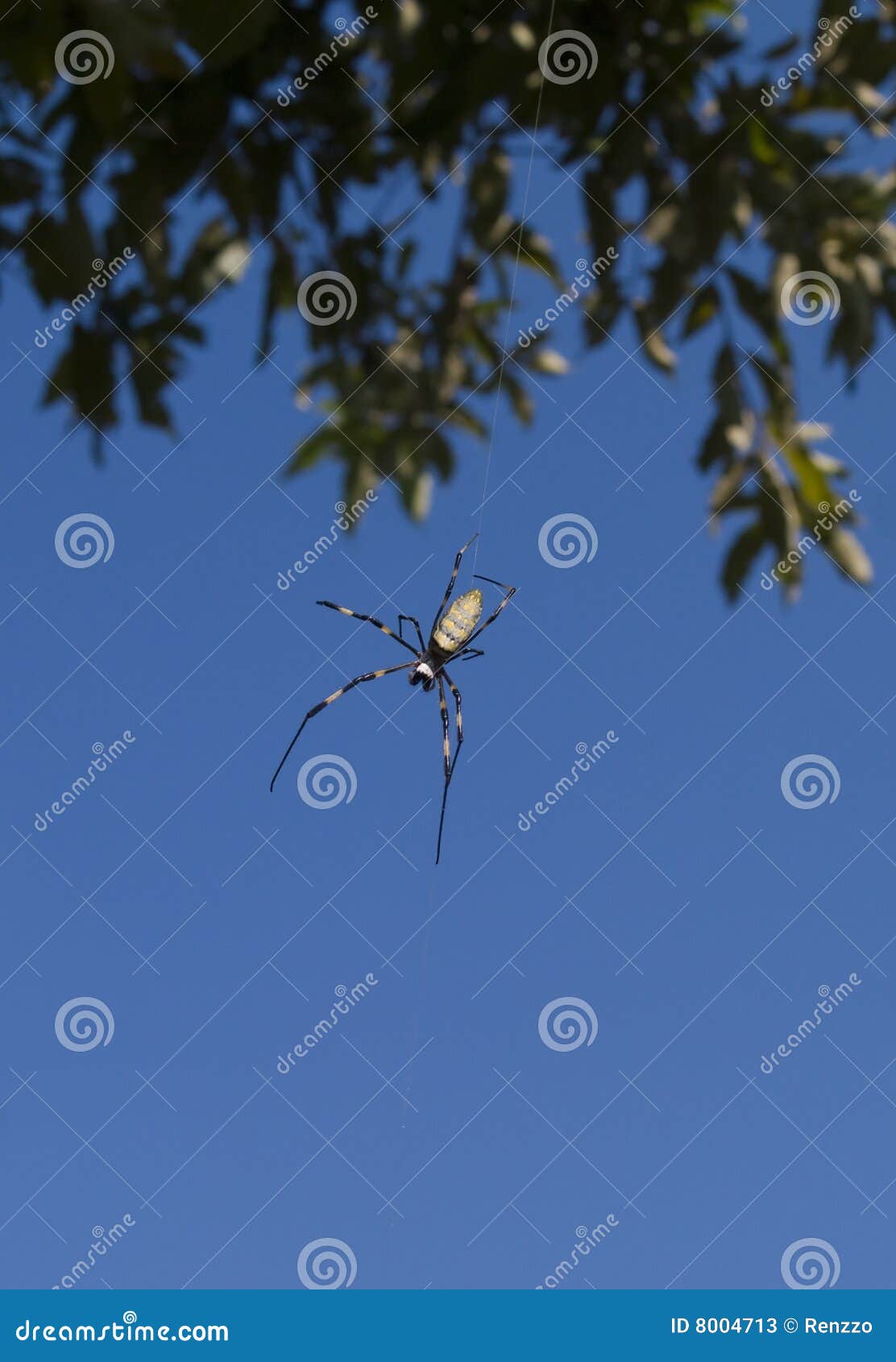 Spider Hanging From A Tree Royalty-Free Stock Photography ...