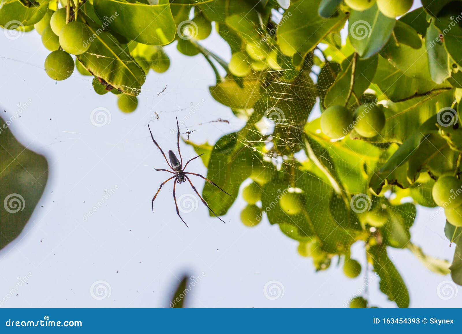 Spider is Hanging from Tree in the Forest Stock Image - Image of color ...