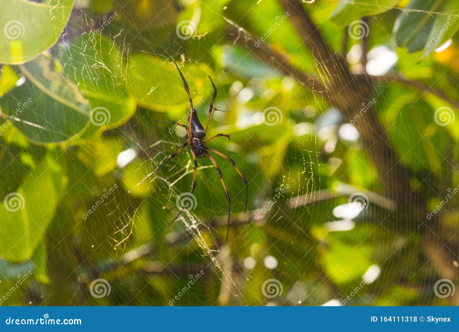 Spider is Hanging from Tree in the Forest Stock Photo - Image of ...