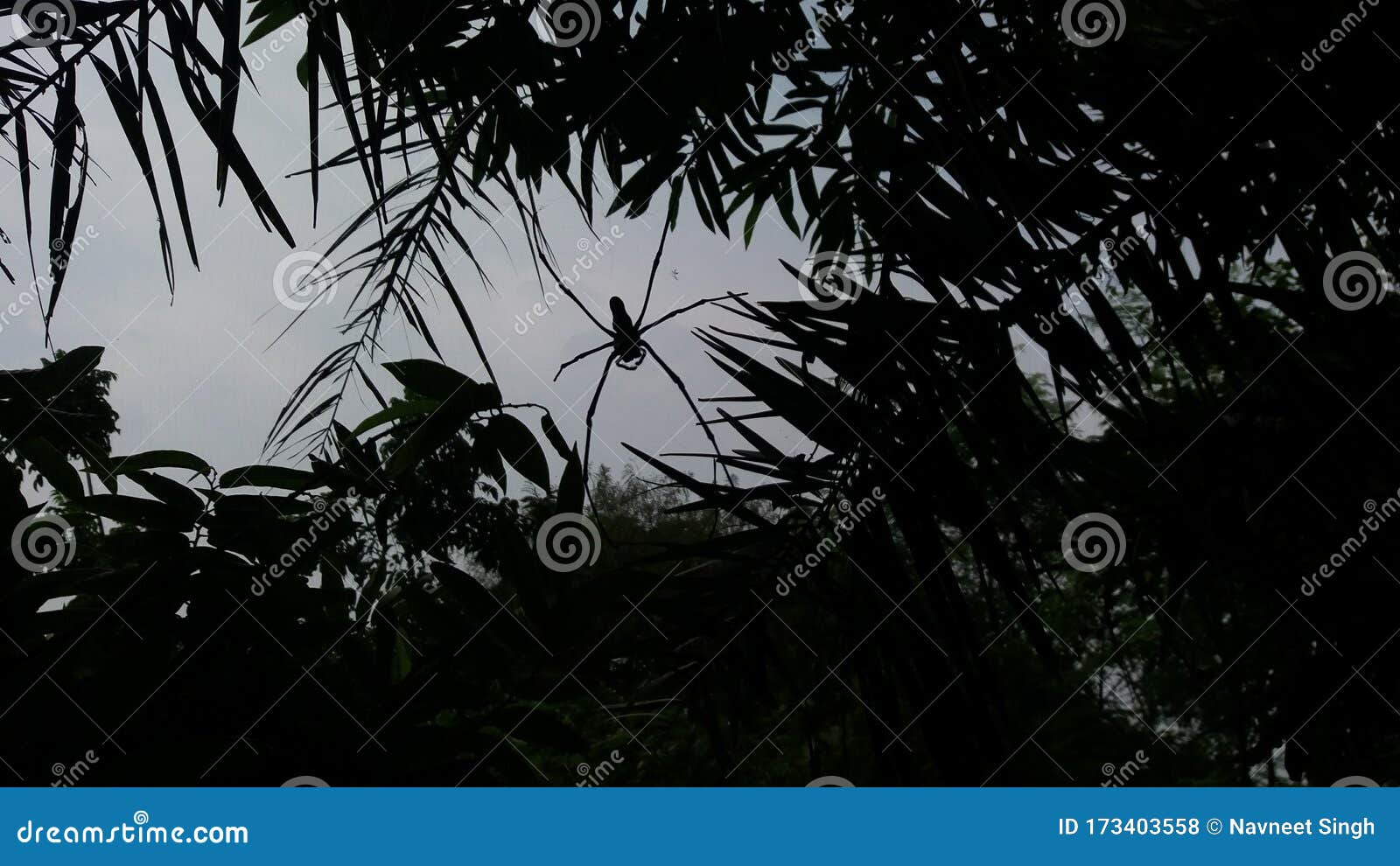 Spider Hanging from Tree in Jungle Stock Photo - Image of tree, spider ...