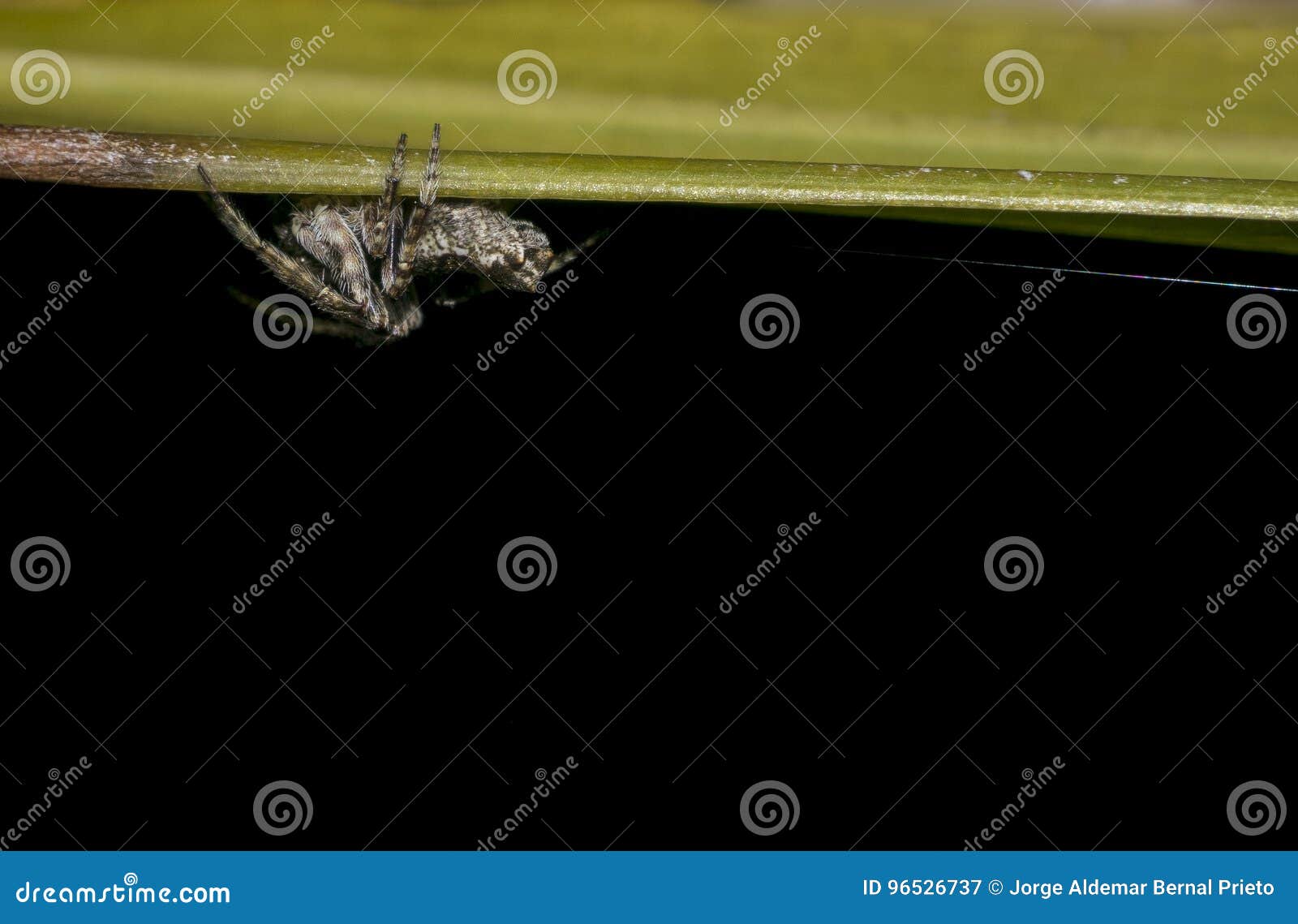 Spider Hanging on a Tree Leaf Stock Image - Image of hunter, common ...
