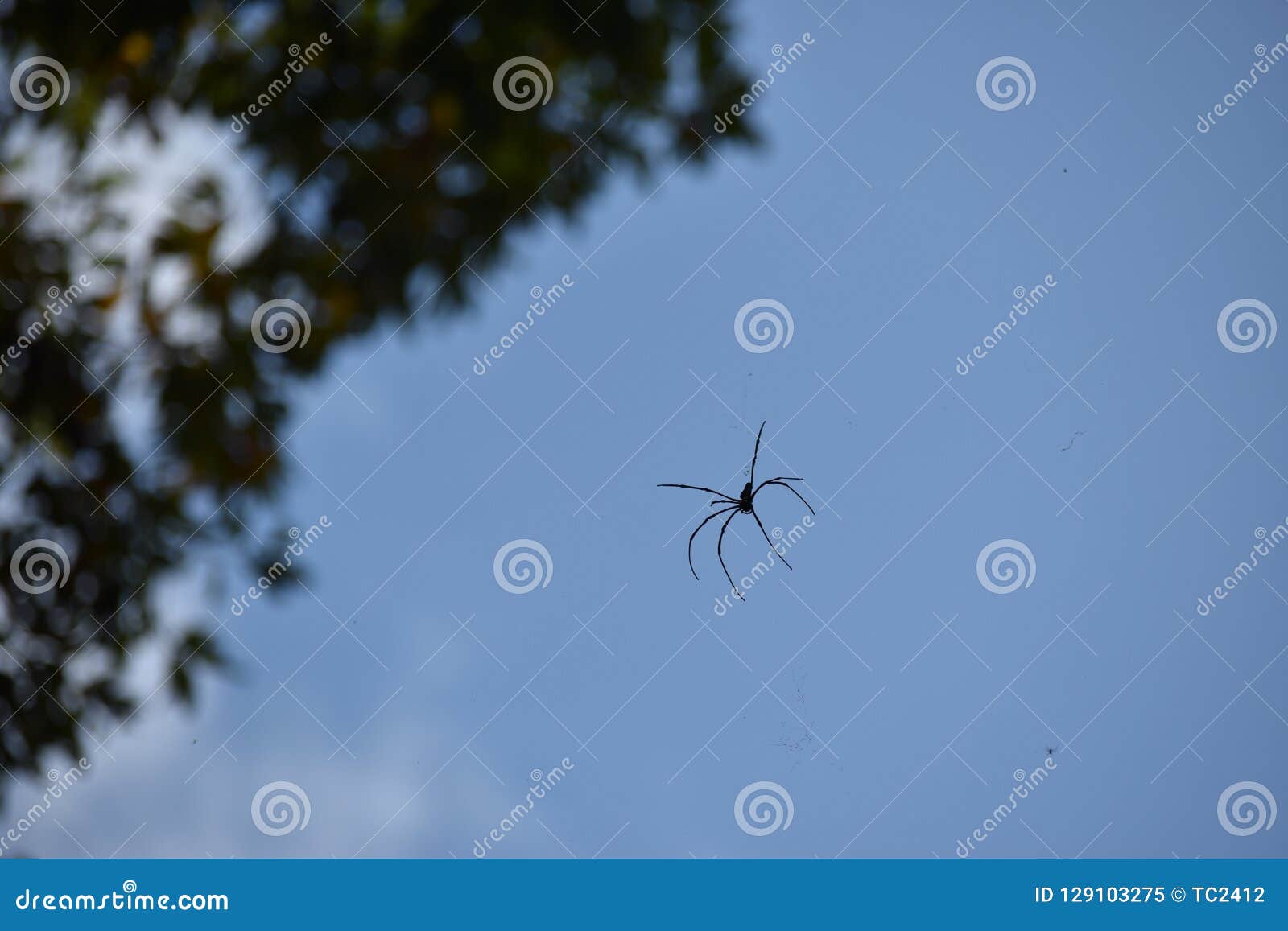 Spider hanging from a tree stock image. Image of animal - 129103275