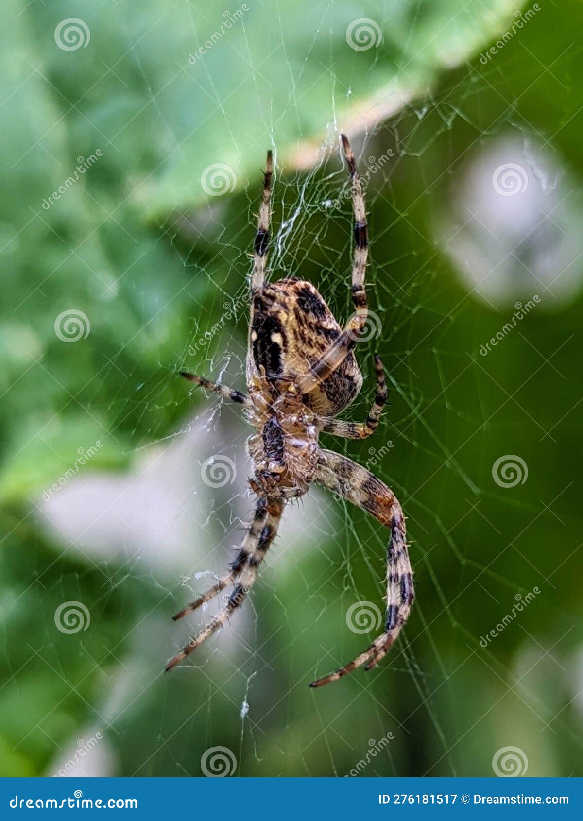 Spider hanging upside down stock image. Image of spider - 276181517