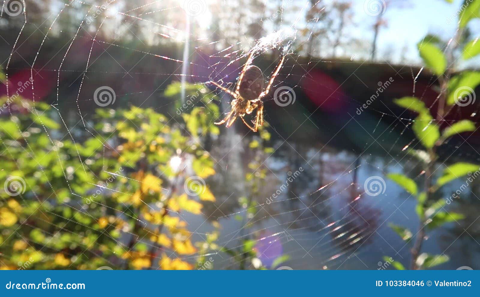 Spider hanging on the web stock footage. Video of spiderweb - 103384046