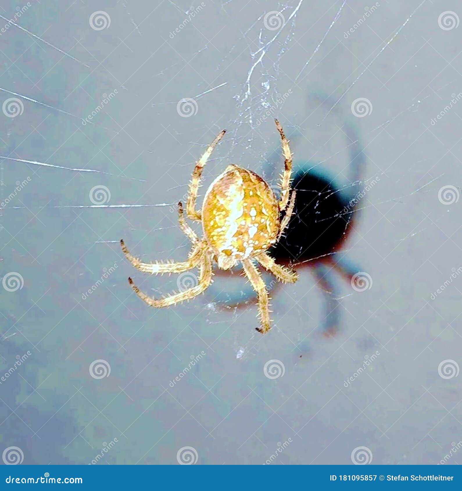 A Spider is Hanging in the Web Stock Image - Image of detail, fear ...