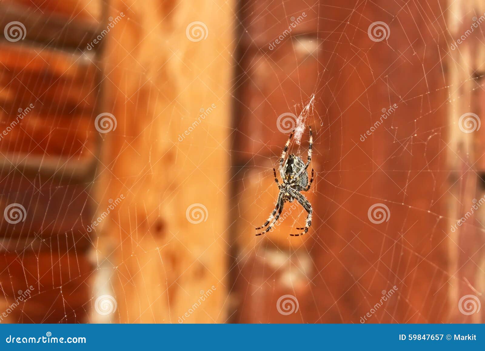 Spider hanging on a web stock image. Image of organism - 59847657