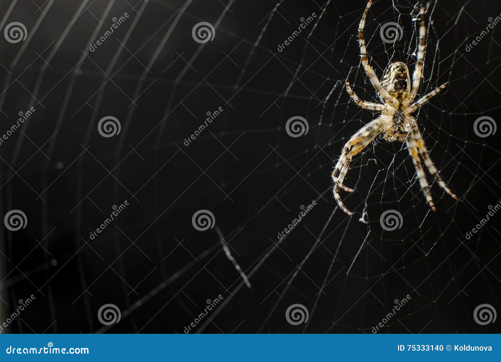 Spider hanging on the web stock photo. Image of spiderweb - 75333140