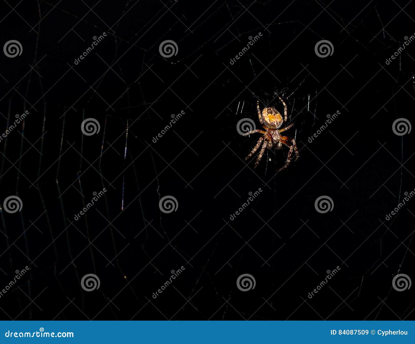 Spider hanging in a web stock image. Image of calgary - 84087509