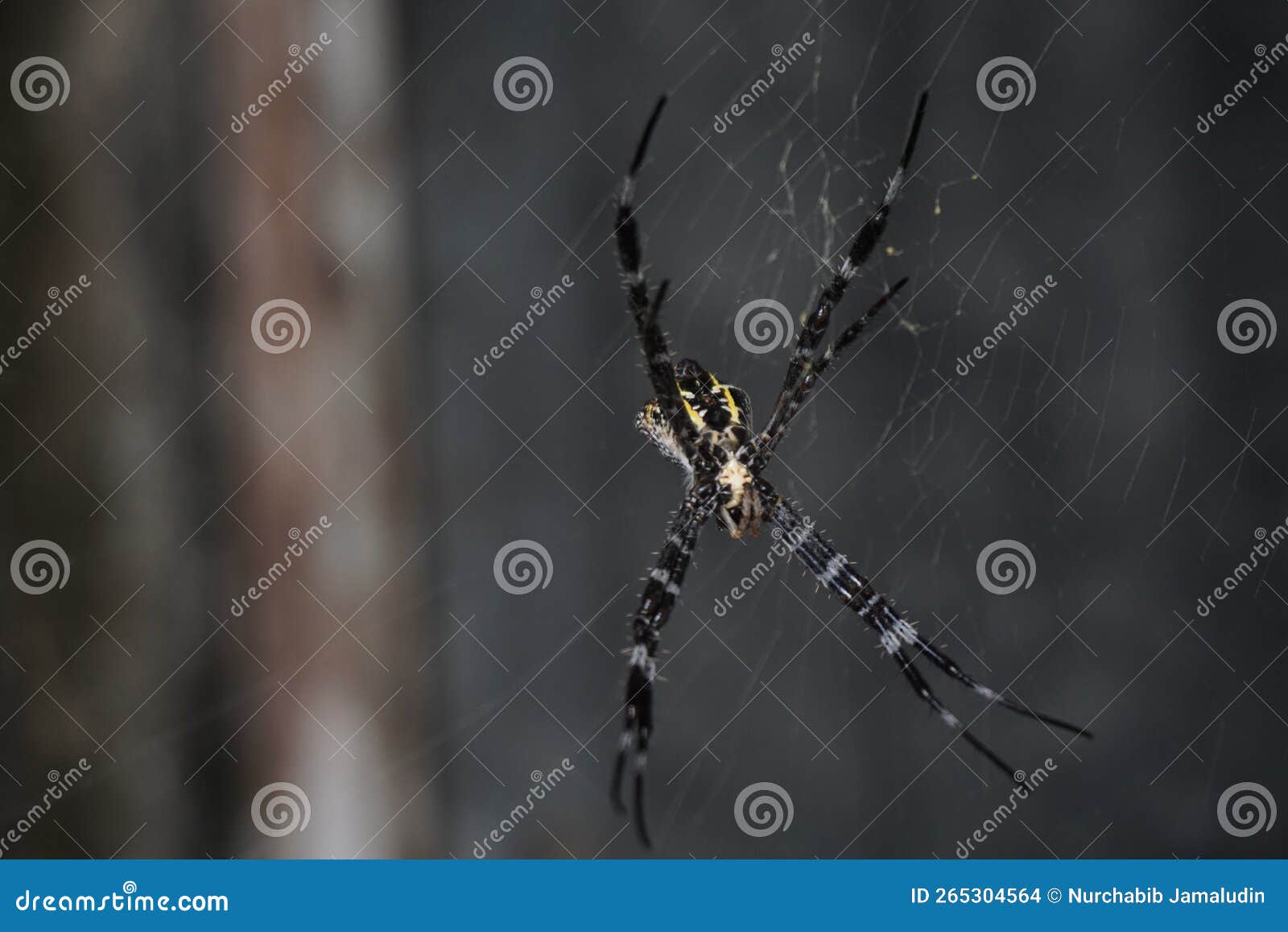 A Spider Hanging on the Web Stock Photo - Image of creepy, close: 265304564