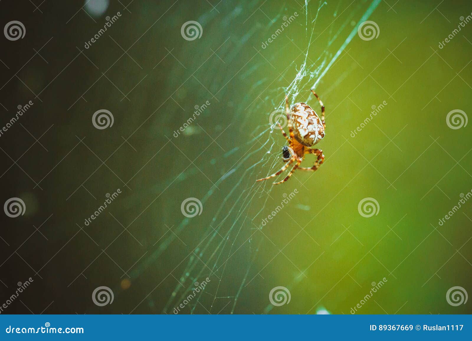 Spider Hanging on the Web in a Forest Stock Image - Image of life ...