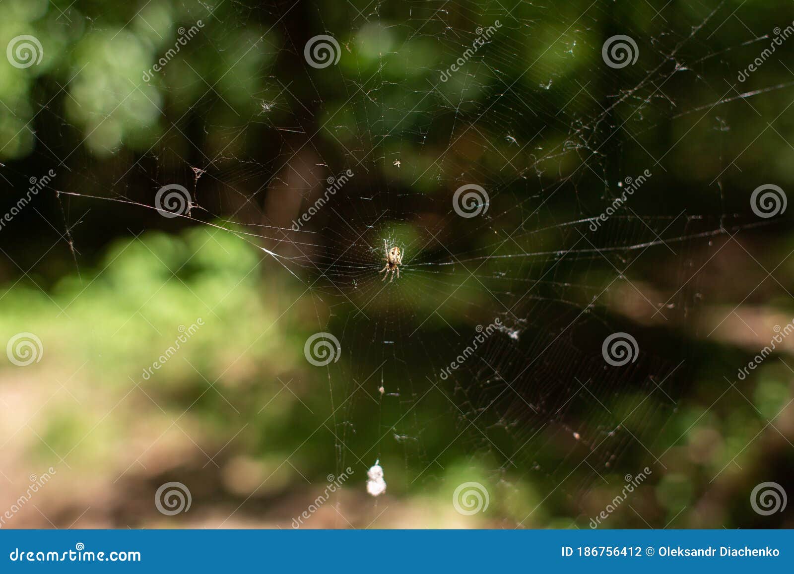 Spider Hanging on a Web in the Forest Stock Photo - Image of natural ...