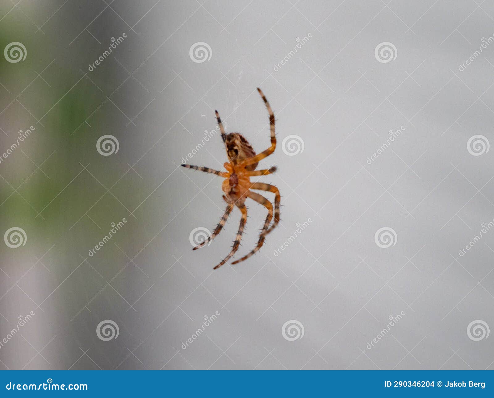 The Spider is Hanging on a Web. Stock Photo - Image of insect, garden ...