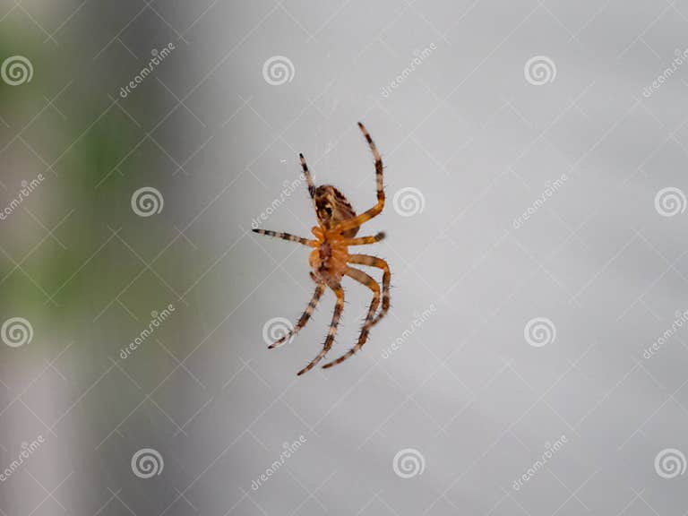 The Spider is Hanging on a Web. Stock Photo - Image of insect, garden ...