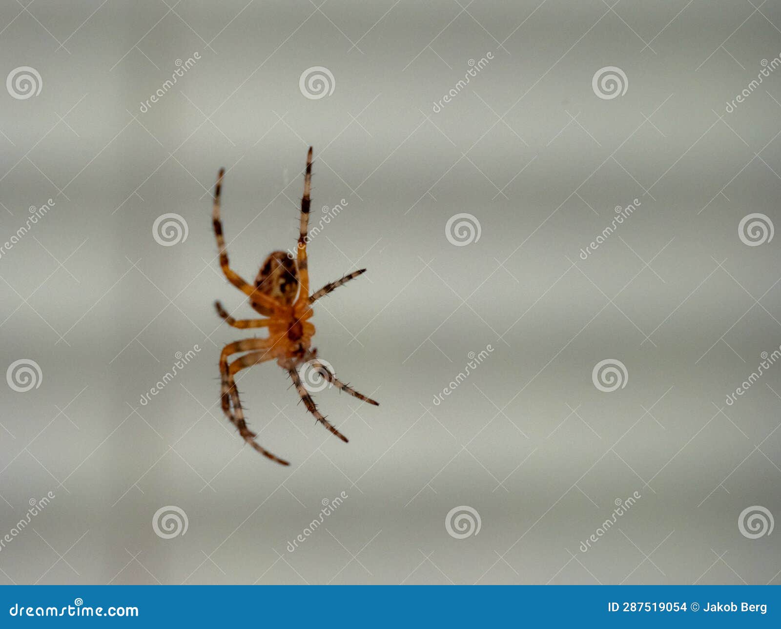 The Spider is Hanging on a Web. Stock Photo - Image of black, spider ...