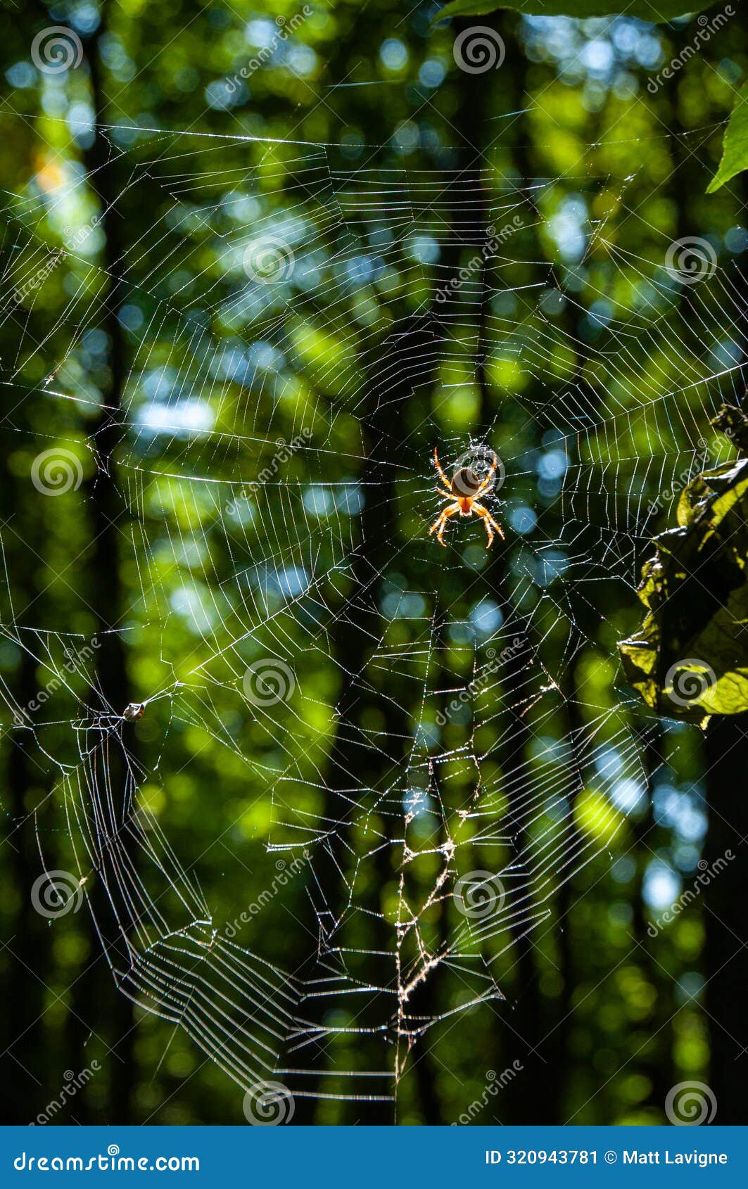 A Spider Hanging from a Web in the Sun Stock Image - Image of brown ...