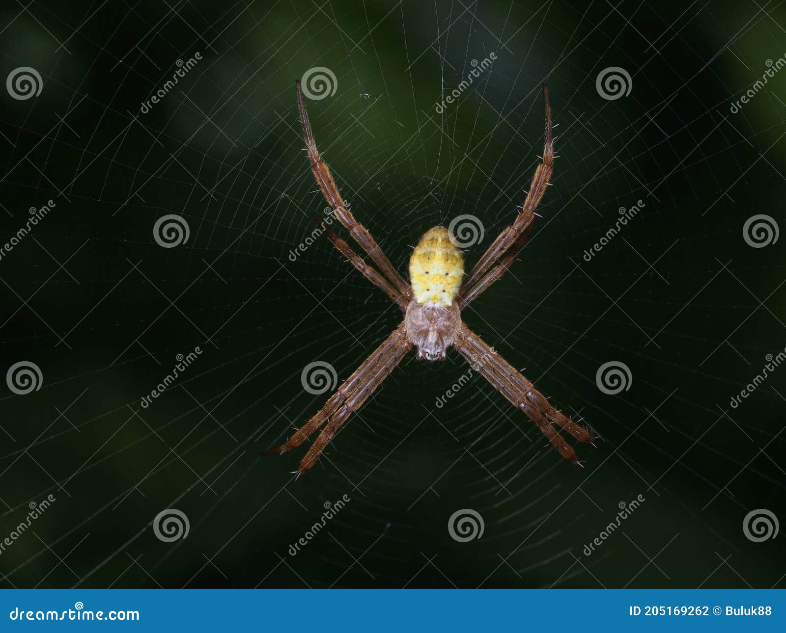 Spider Hanging On Desktop Computer Screen Stock Photography ...