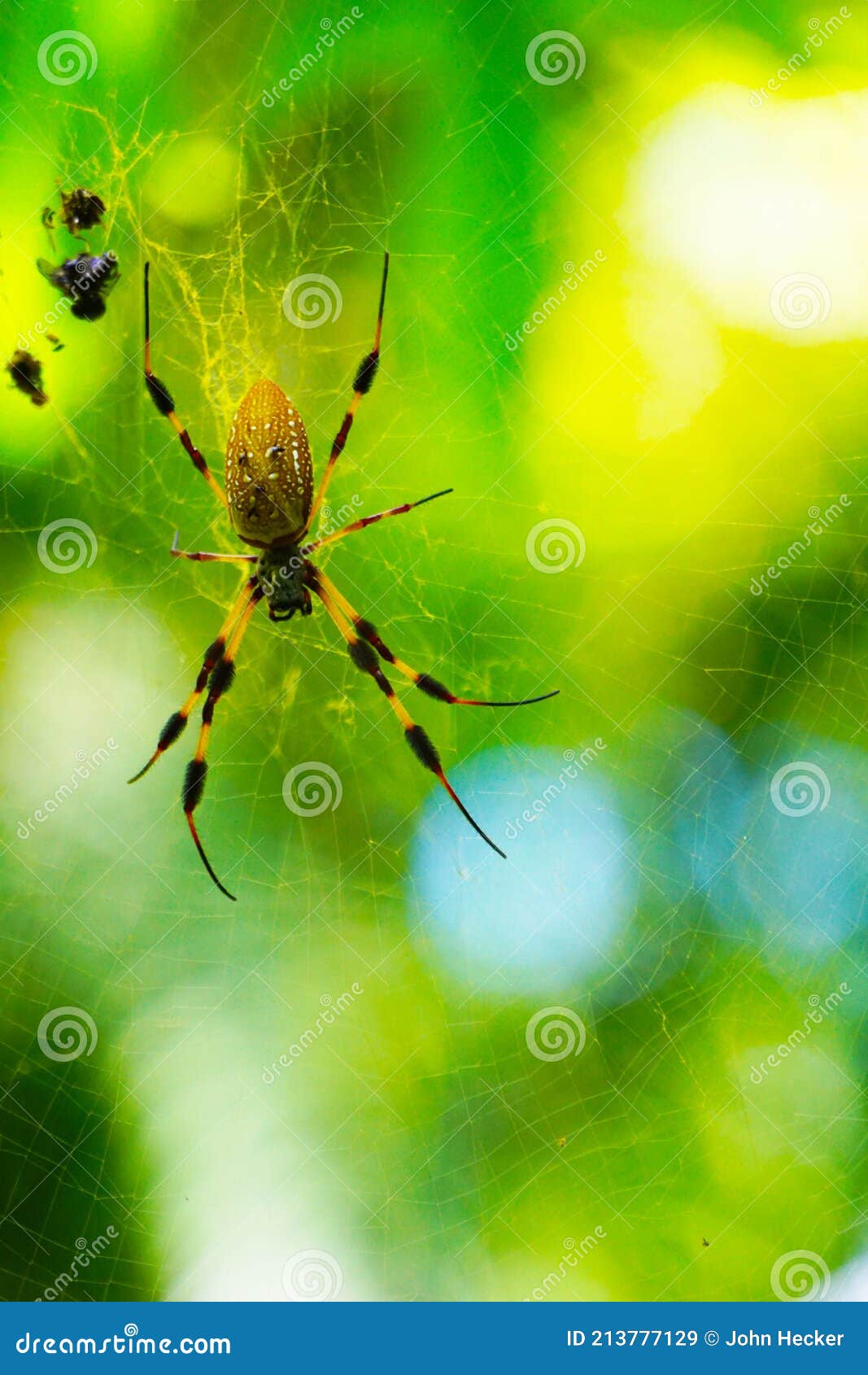 Spider hanging on a web. stock image. Image of detailed - 213777129