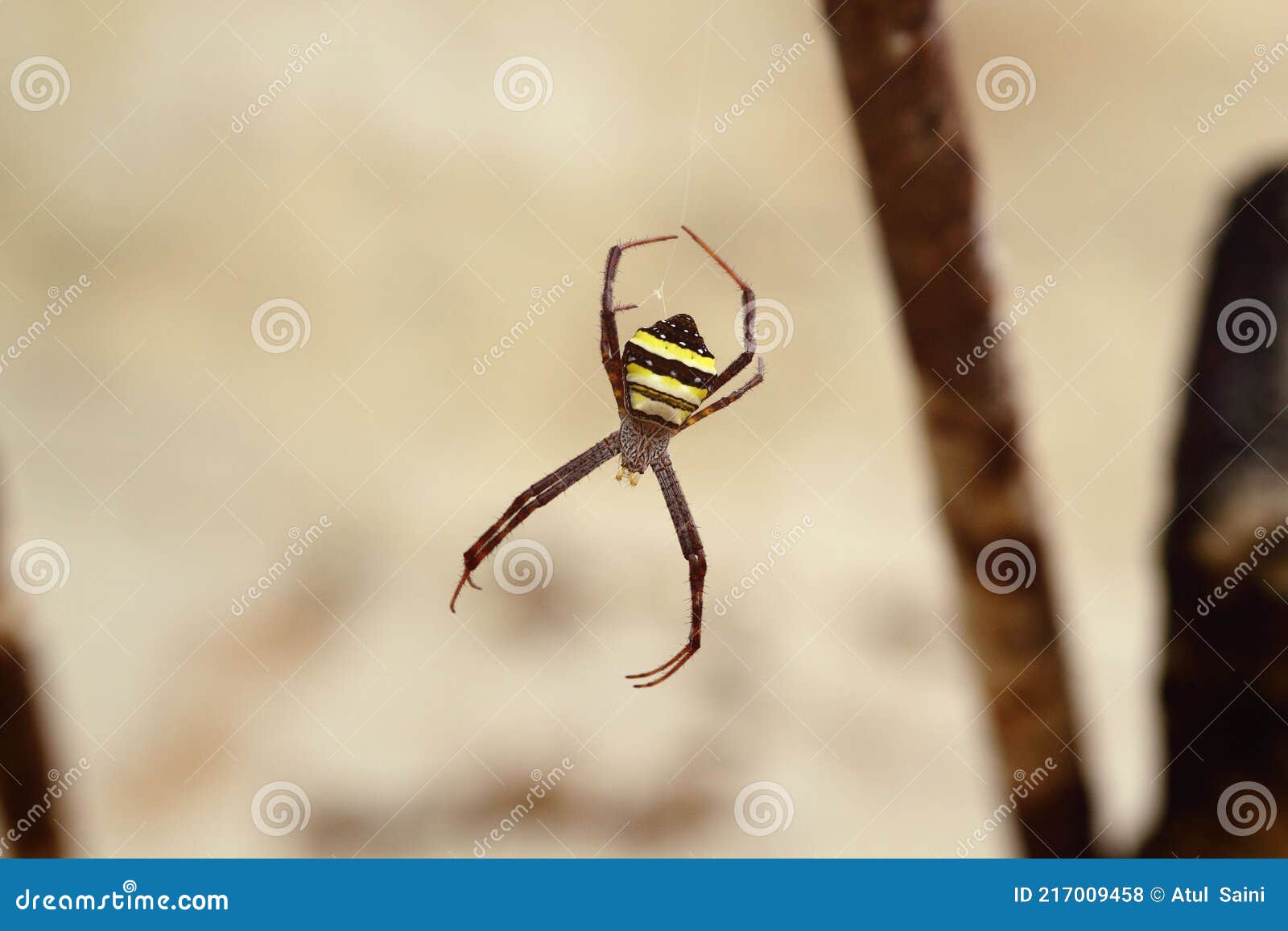 A Spider that Hangs from Its Burn. Stock Photo - Image of sitting ...