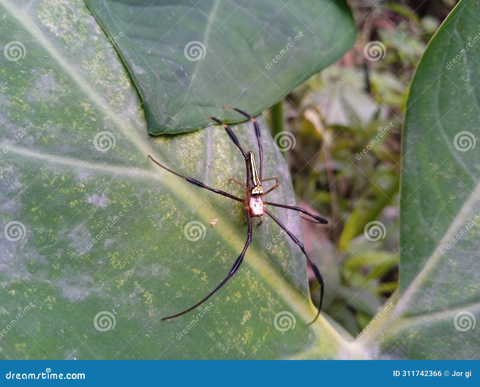 A Spider that Has a Unique Body Stock Photo - Image of biology ...