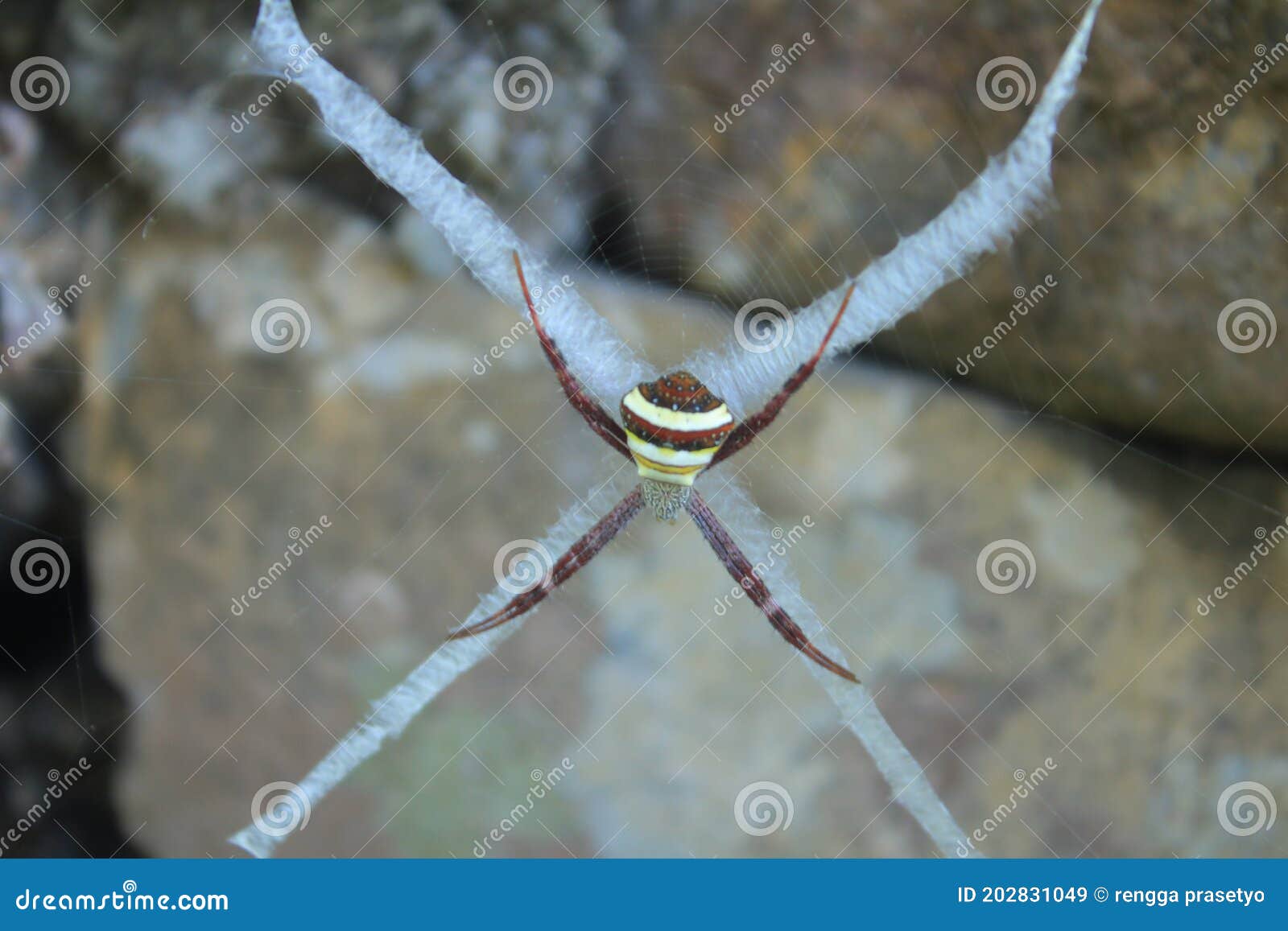 A Spider that Has a Unique Web Stock Image - Image of colorful, shaped ...