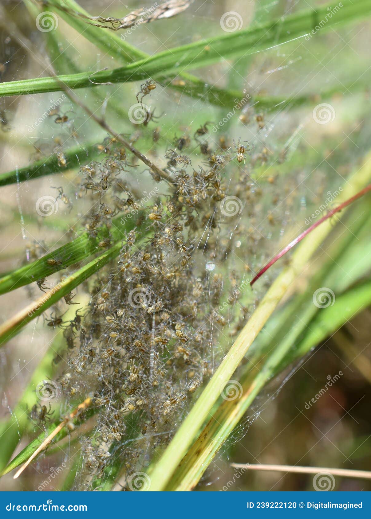 Spider Hatching in Nest Raft Spiders in Vegetation Stock Photo - Image ...