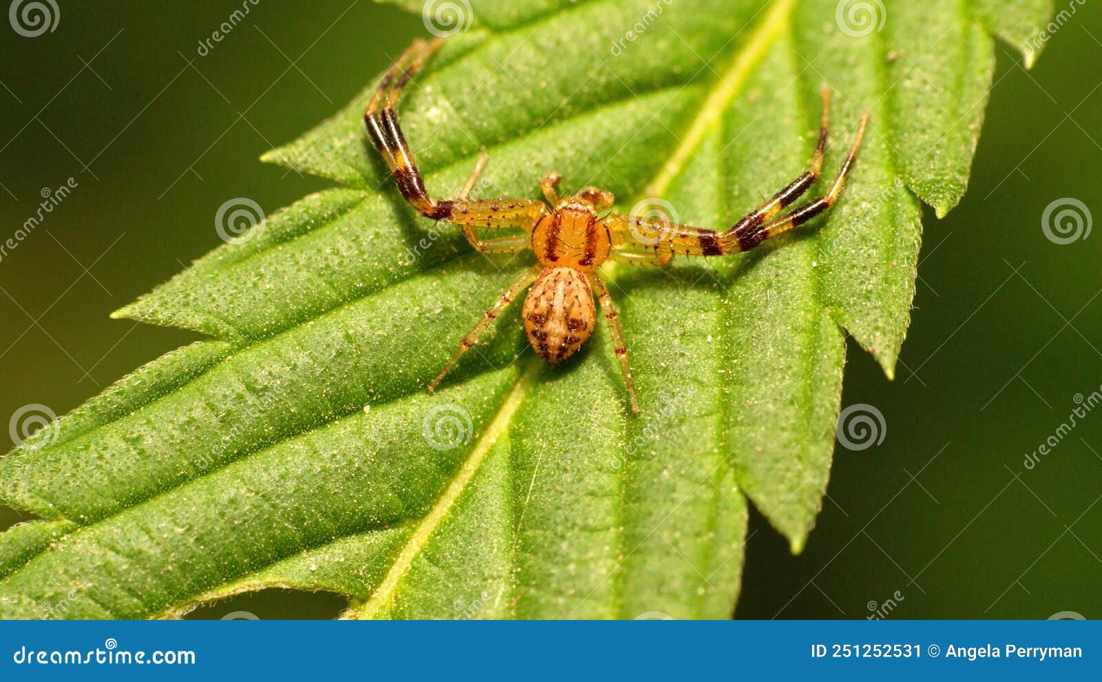 Marijuana Leaf During Harvest. Stock Image | CartoonDealer.com #44776951