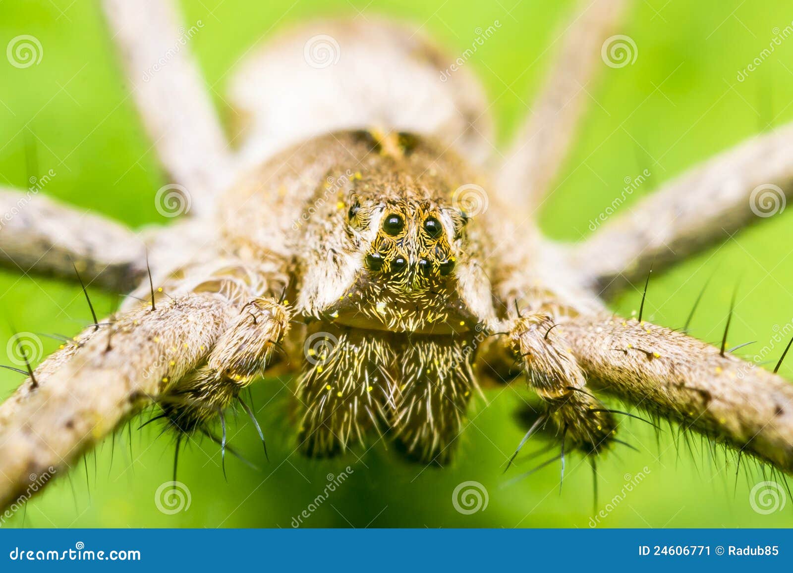 Spider Head stock image. Image of garden, crawl, fauna - 24606771